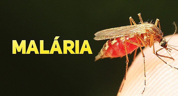 Amazonas Apresenta Ações De Combate à Malária Em Todo Estado Portal